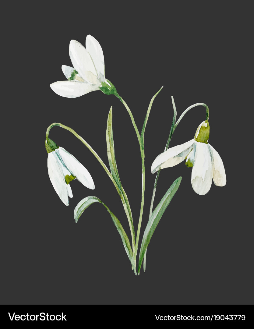 Watercolor snowdrop flower Royalty Free Vector Image