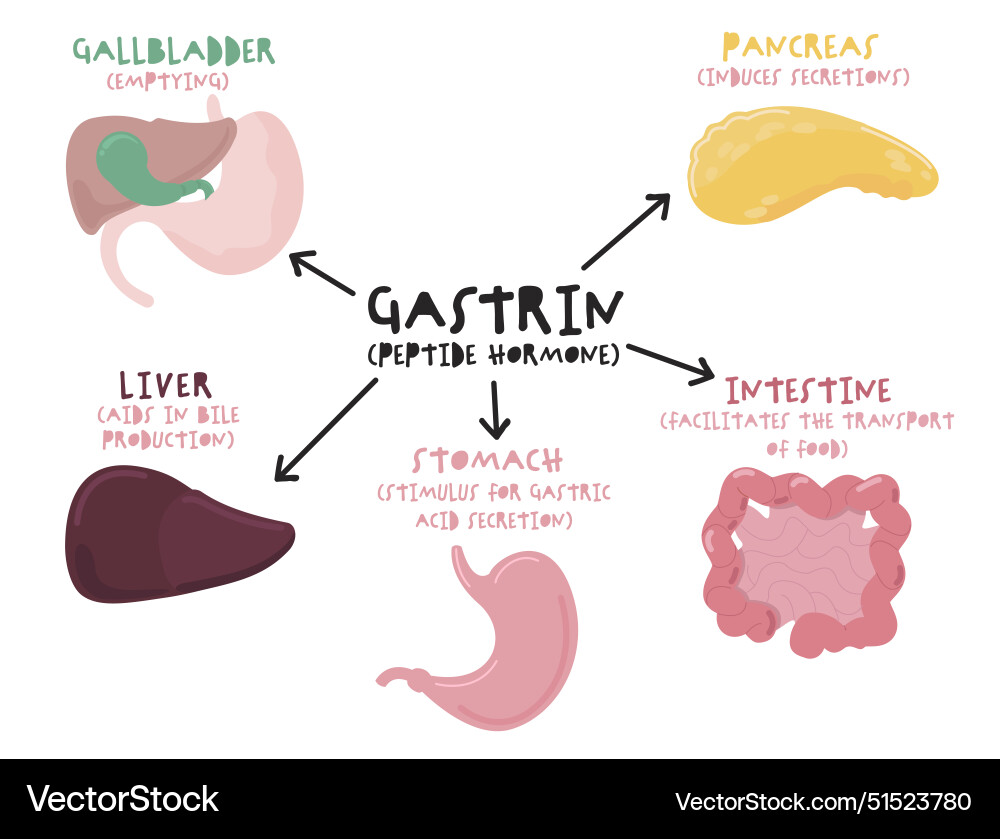 Gastrin poster peptide hormone that stimulates Vector Image