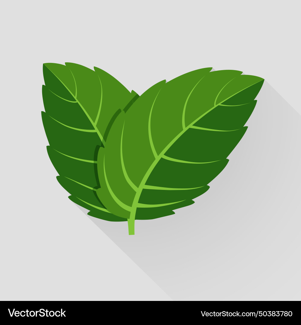 Mint leaves Royalty Free Vector Image - VectorStock