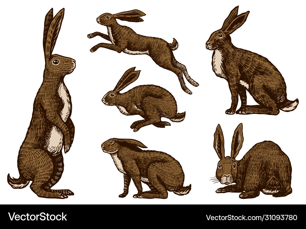 Vintage Hare Set - Rabbits Jumping Royalty Free Vector Image