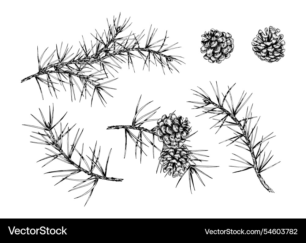 Detailed hand drawn of pine Royalty Free Vector Image