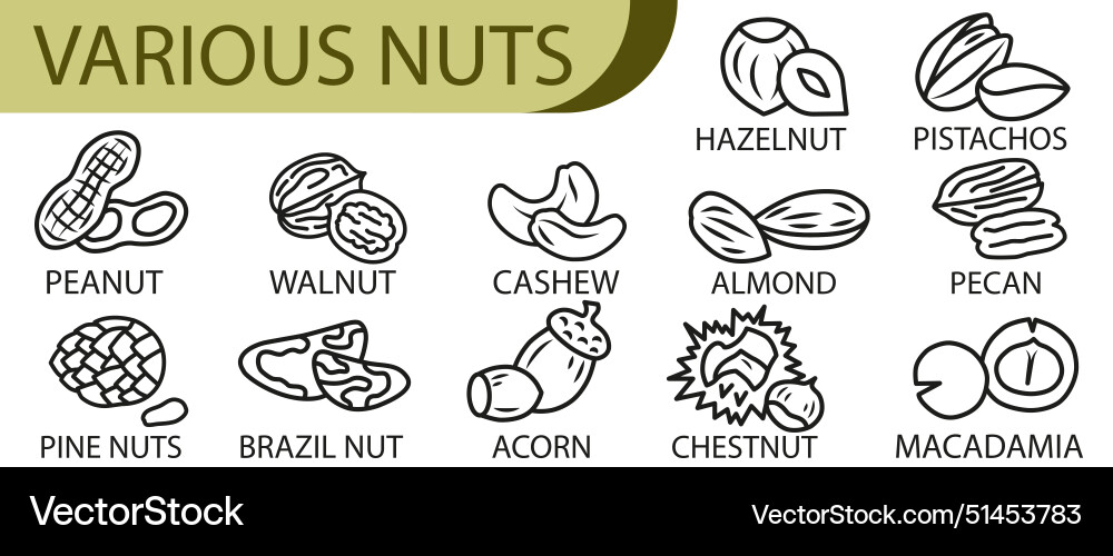 Various nuts concept of healthy eating Royalty Free Vector