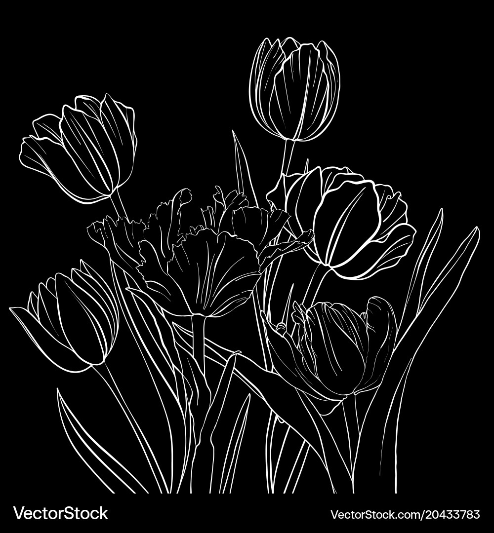 Zeichnung von Blumen der Tulpe Lizenzfreies Vektorbild