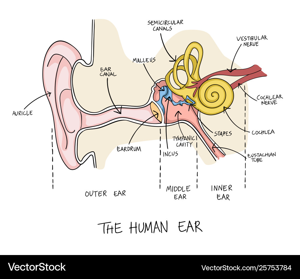 Hand drawn human ear anatomy Royalty Free Vector Image