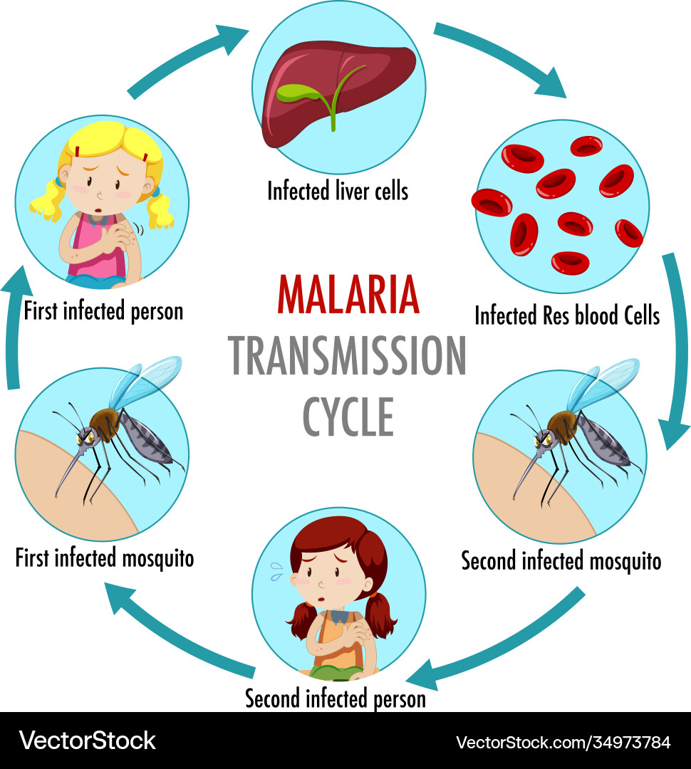 Malaria transmission cycle information infographic