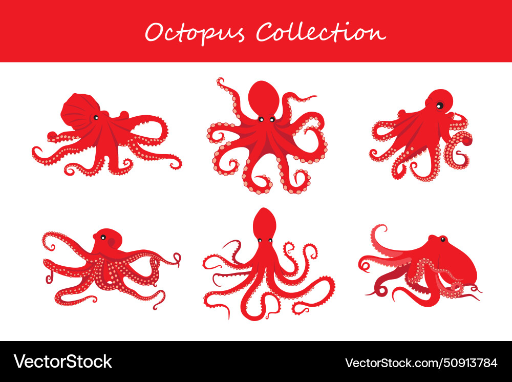 Oktopus Set Lizenzfreies Vektorbild - VectorStock Oktopus Set Lizenzfreies Vektorbild - VectorStock