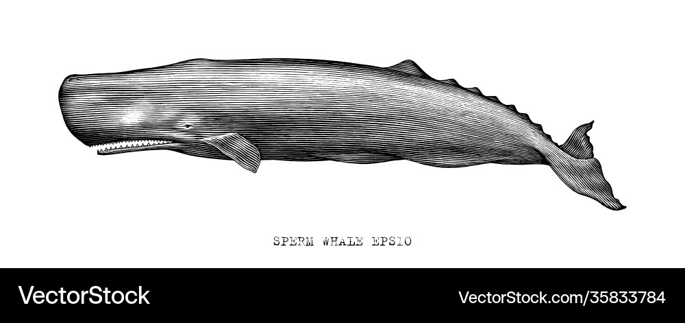 Vintage Sperm Whale Engraving Royalty Free Vector Image