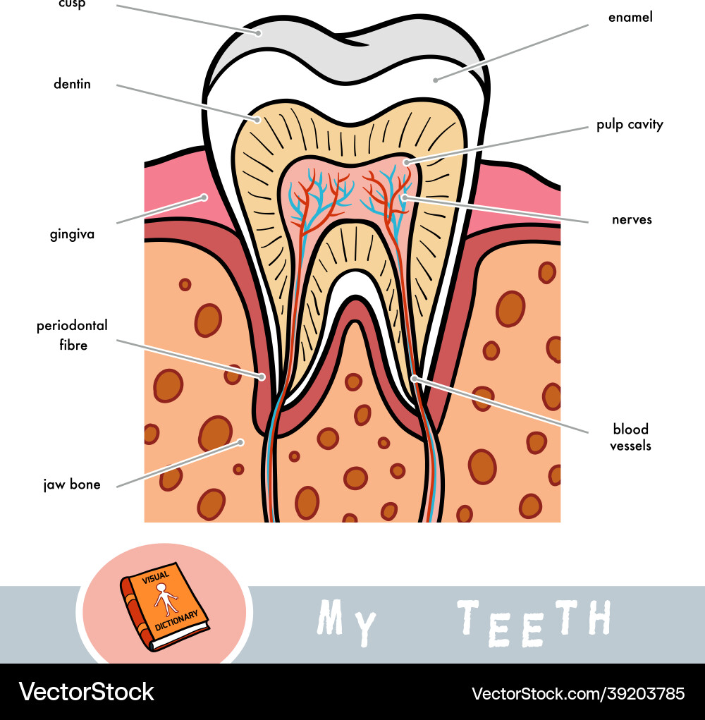 Cartoon visual dictionary for children about Vector Image
