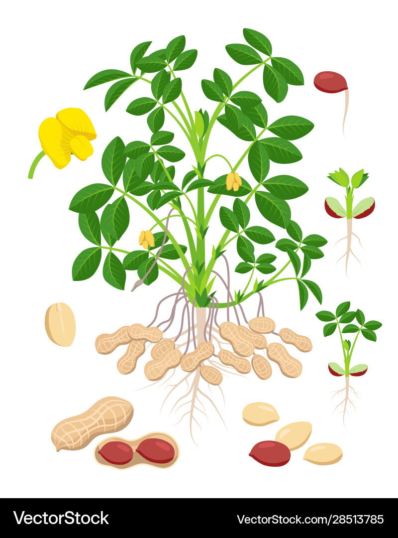 Peanut growth parts and stages - set botanical Vector Image