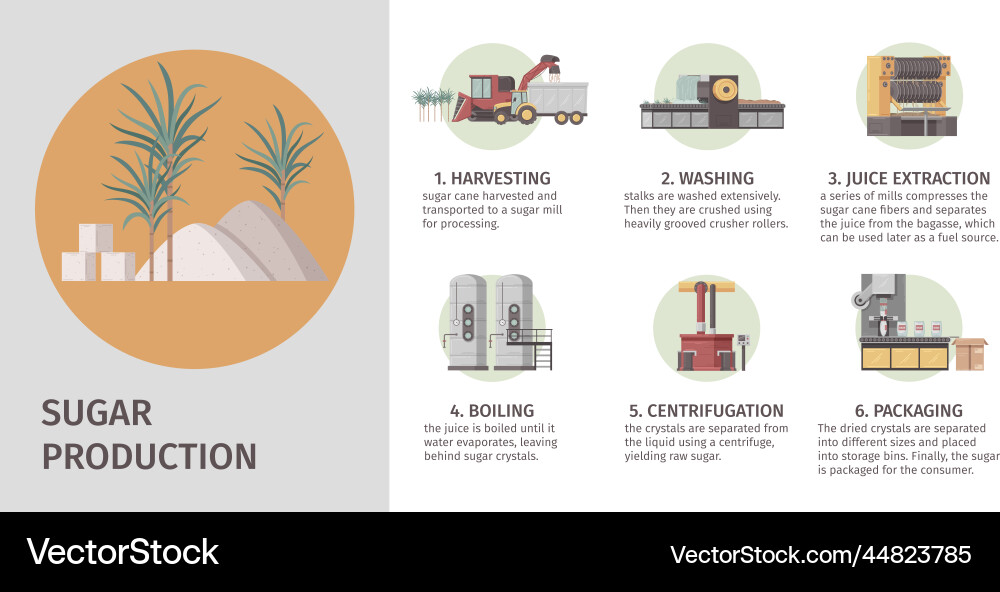 Sugar production infographic set Royalty Free Vector Image