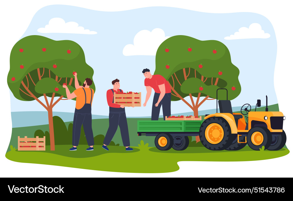 Apple fruit picking process village orchard Vector Image