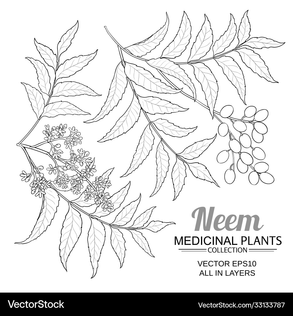 Neem branches set on white background Royalty Free Vector