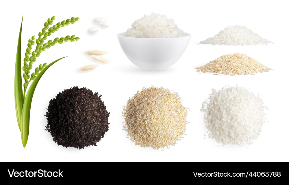 Paddy realistic set Royalty Free Vector Image - VectorStock