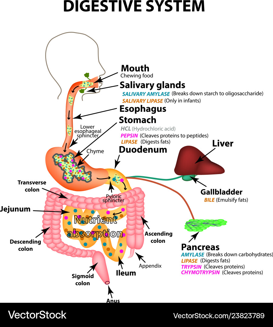 Human digestive system anatomical structure Vector Image