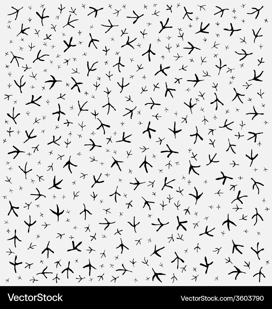 Trace of birds Royalty Free Vector Image - VectorStock