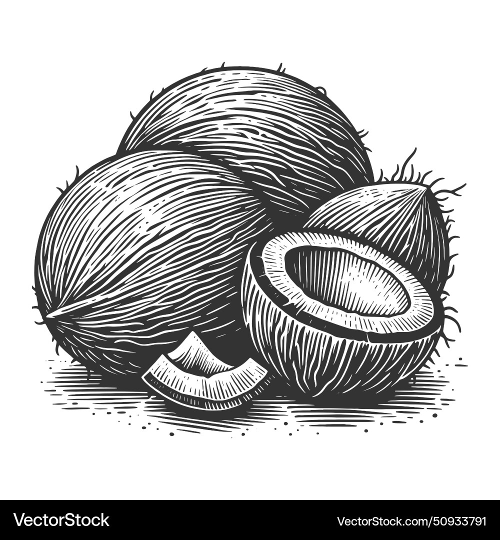 Whole and sliced coconuts engraving Royalty Free Vector
