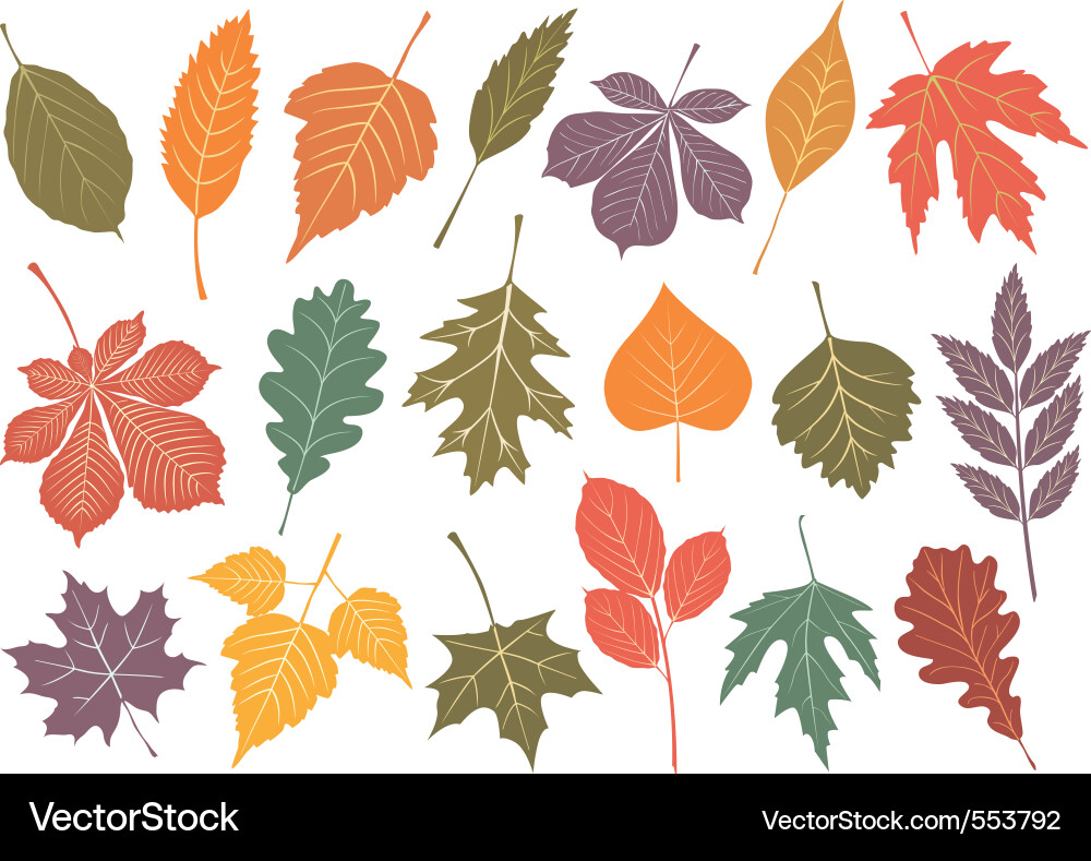 Autumn leaves Royalty Free Vector Image - VectorStock
