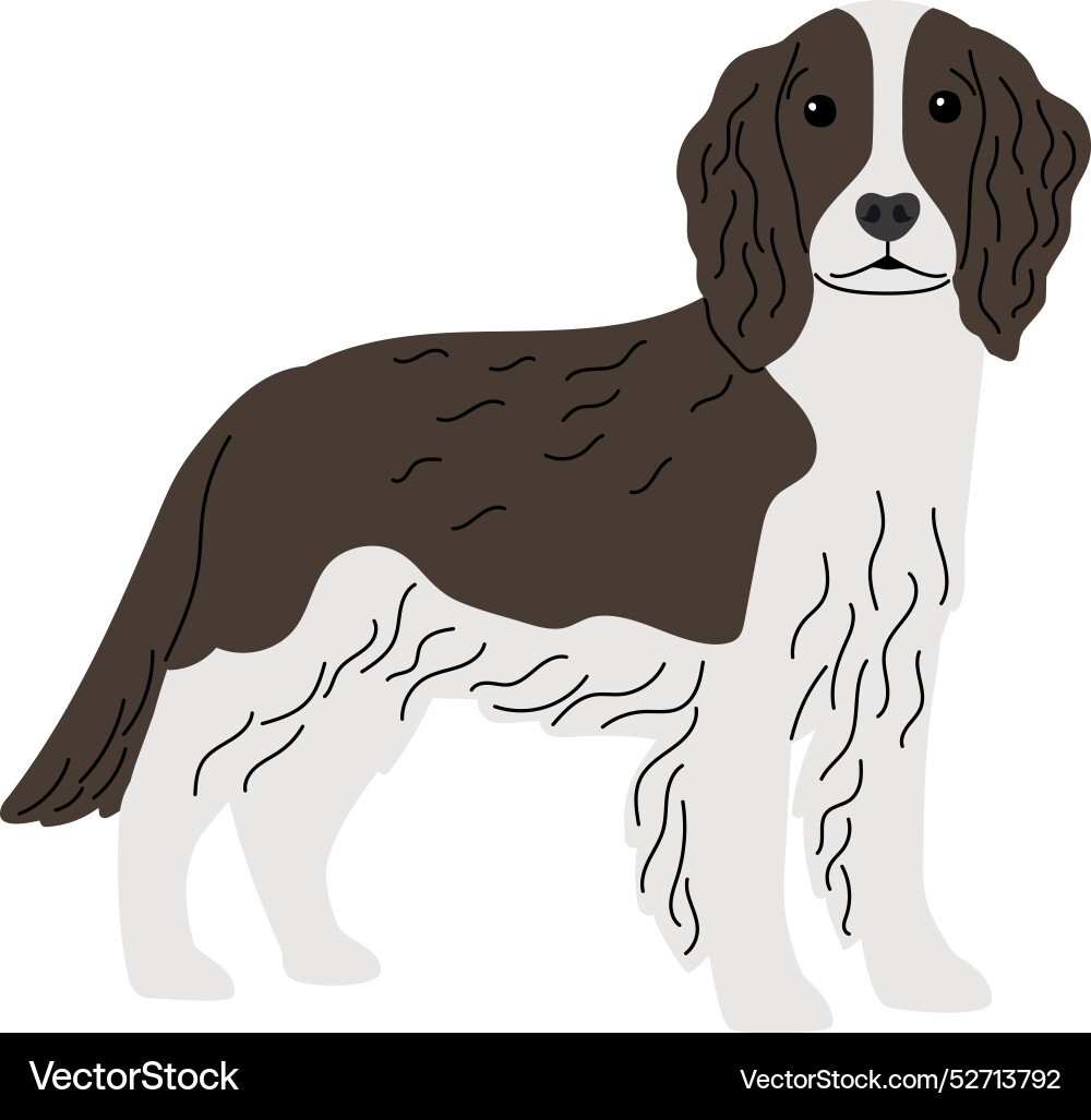 Spaniel breed dog on white Royalty Free Vector Image