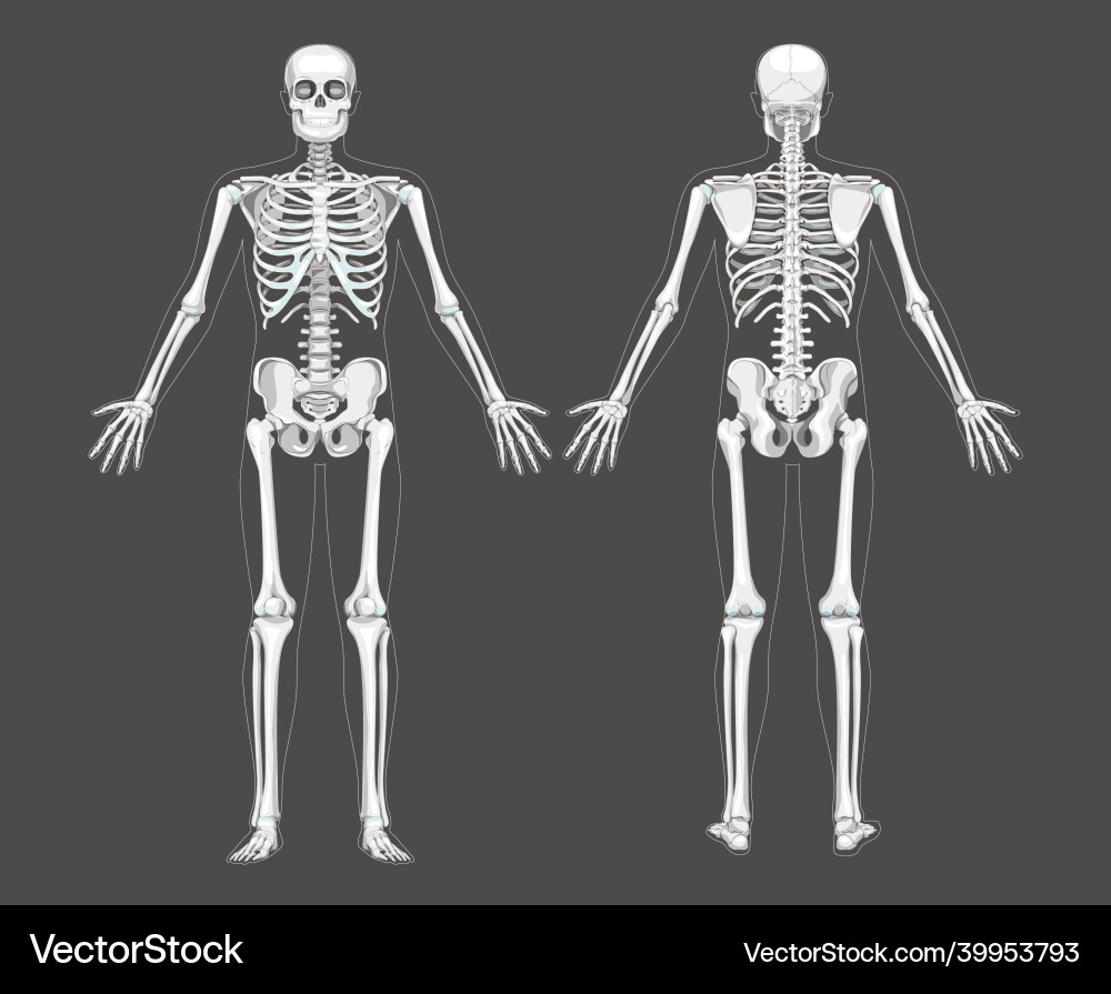 Set of skeleton system humans realistic diagram Vector Image