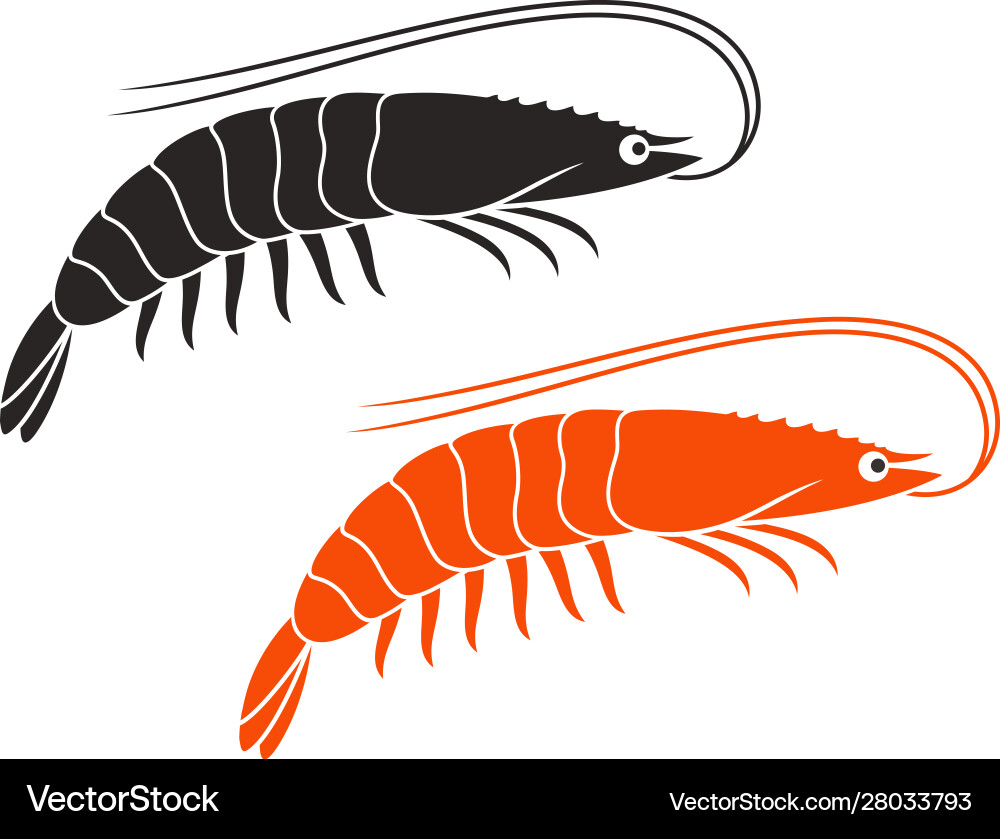 Shrimp Royalty Free Vector Image - VectorStock