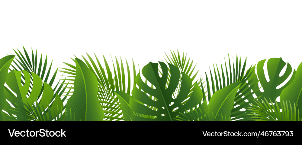 Tropical leves border isolated white background Vector Image