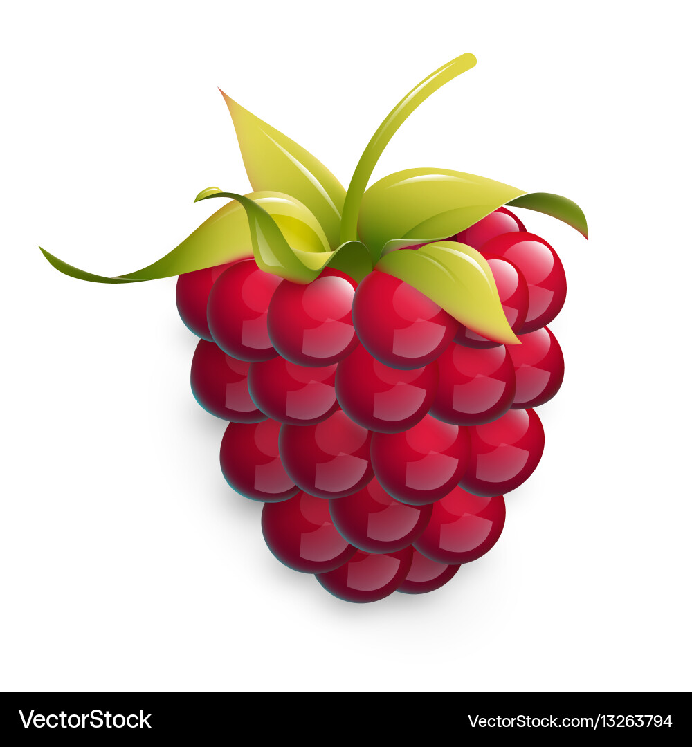 Ripe raspberry Royalty Free Vector Image - VectorStock