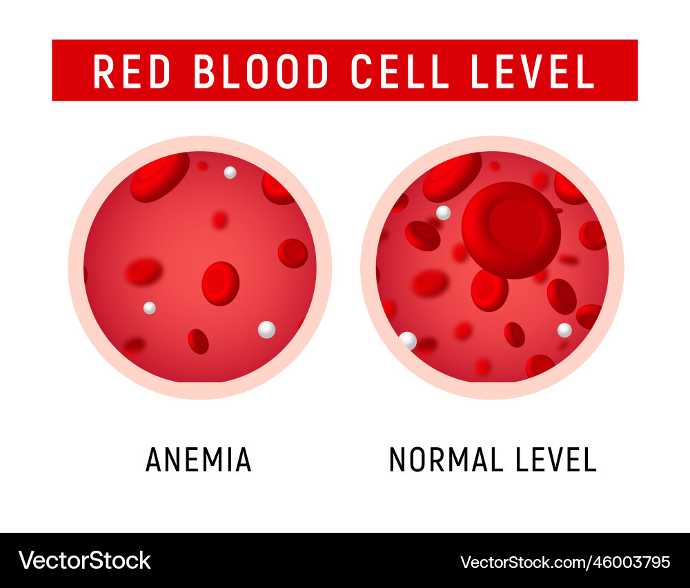 Red Blood Cells Diagram