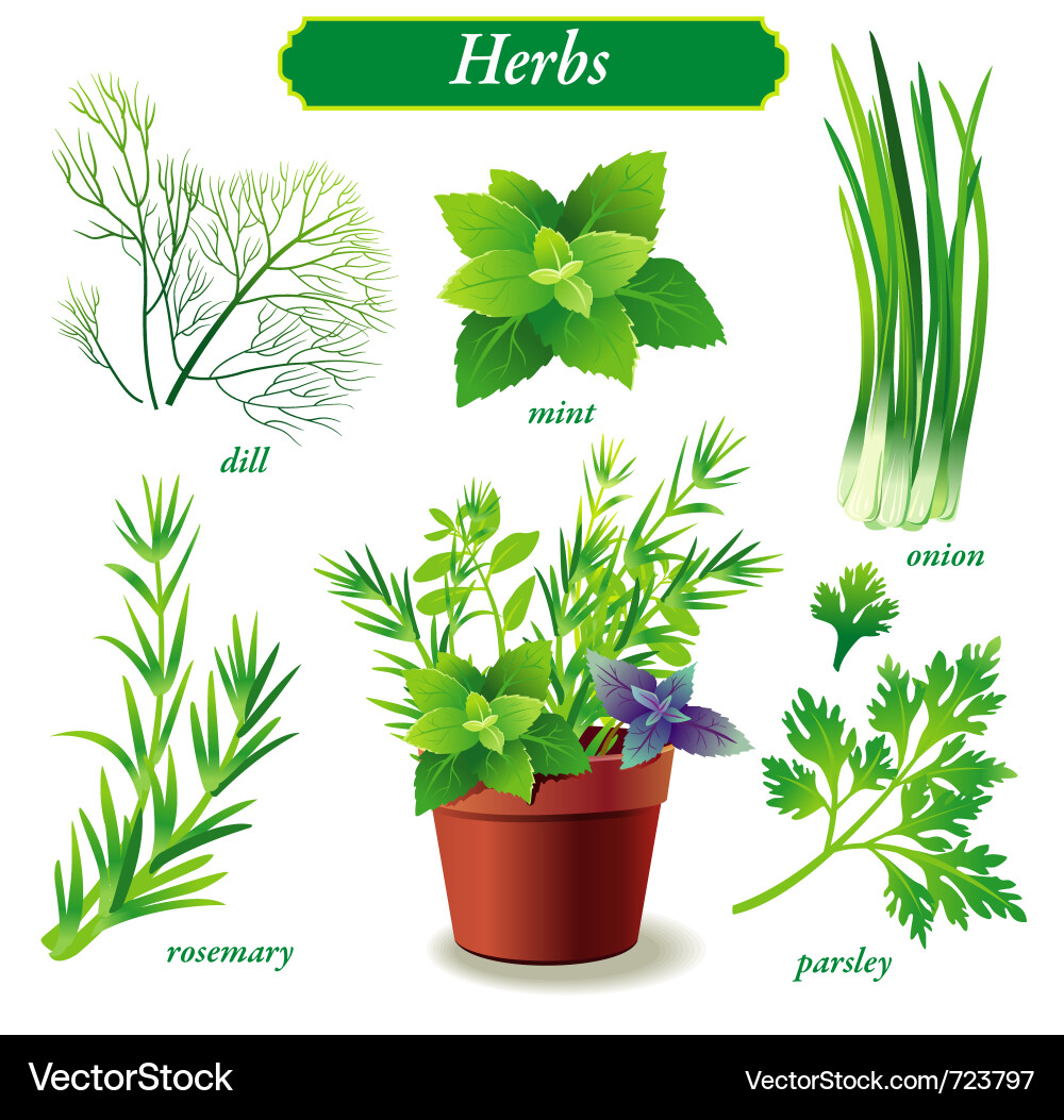 Herbs Royalty Free Vector Image - VectorStock