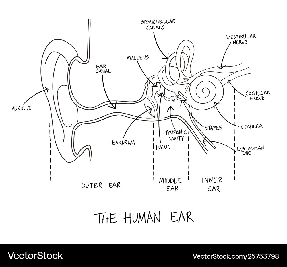 Human Ear Anatomy Diagram Royalty Free Vector Image