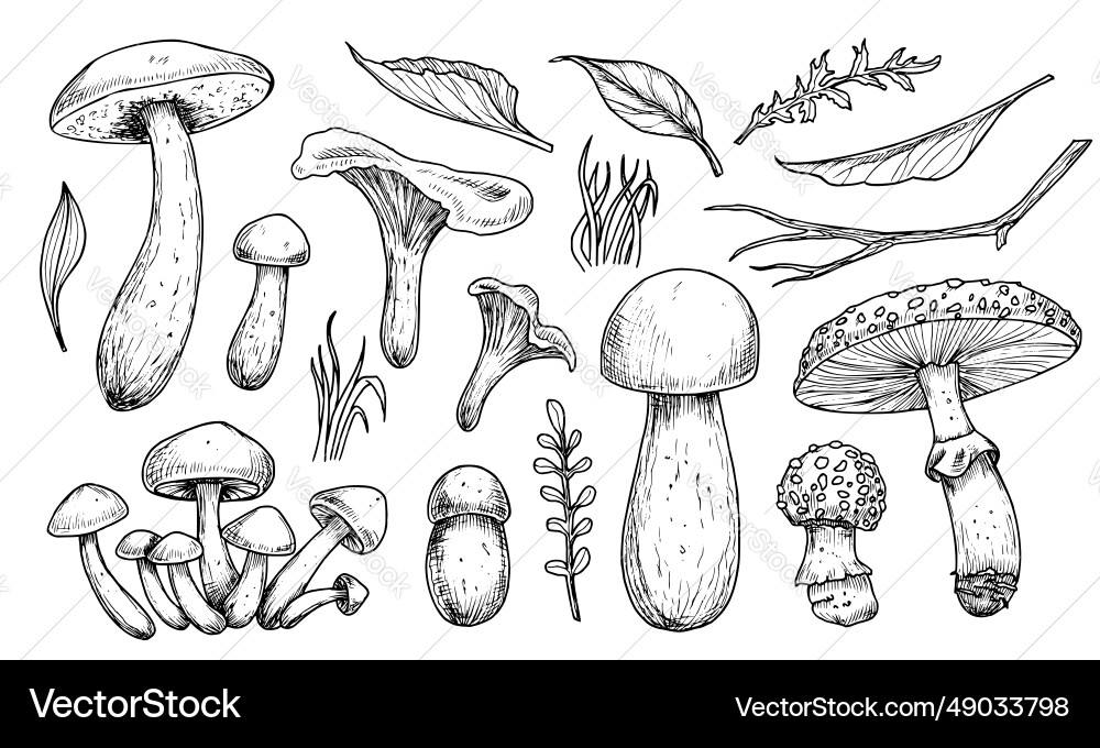 Mushrooms set hand drawn Royalty Free Vector Image