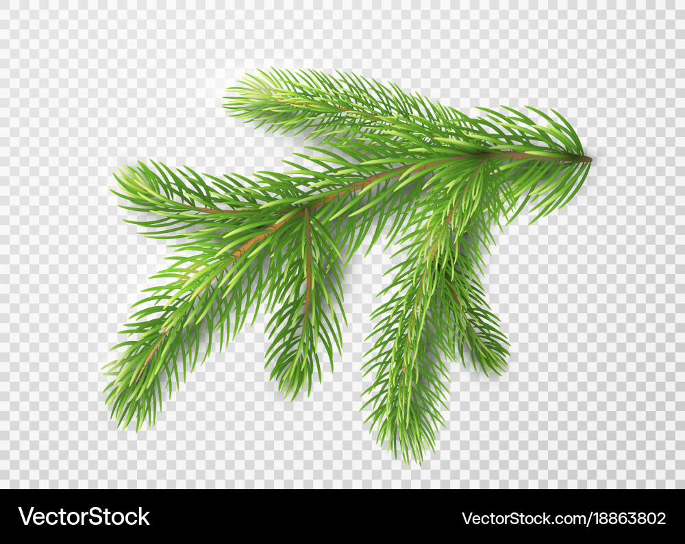 Pine Tree Branch Texture