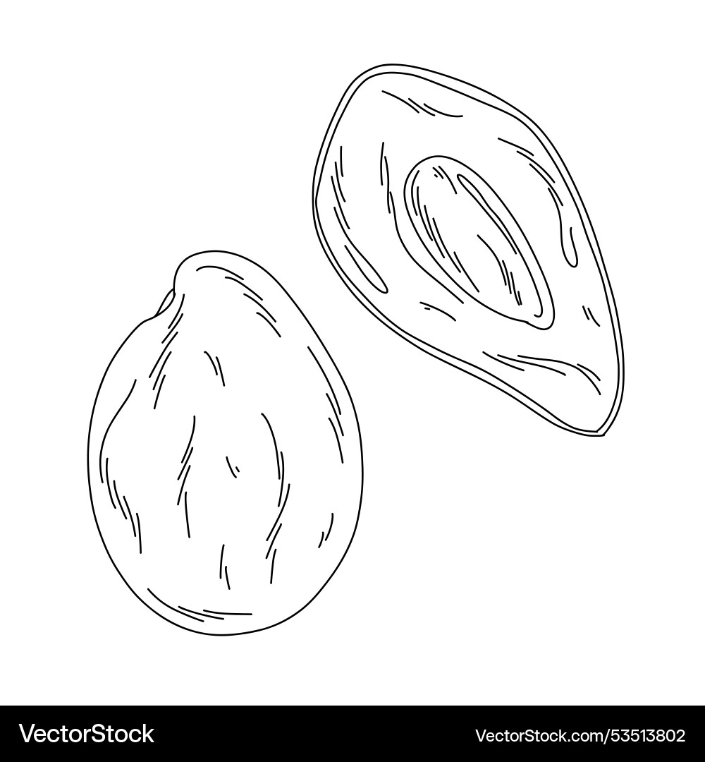 Hass avocado fruit outline on white background Vector Image
