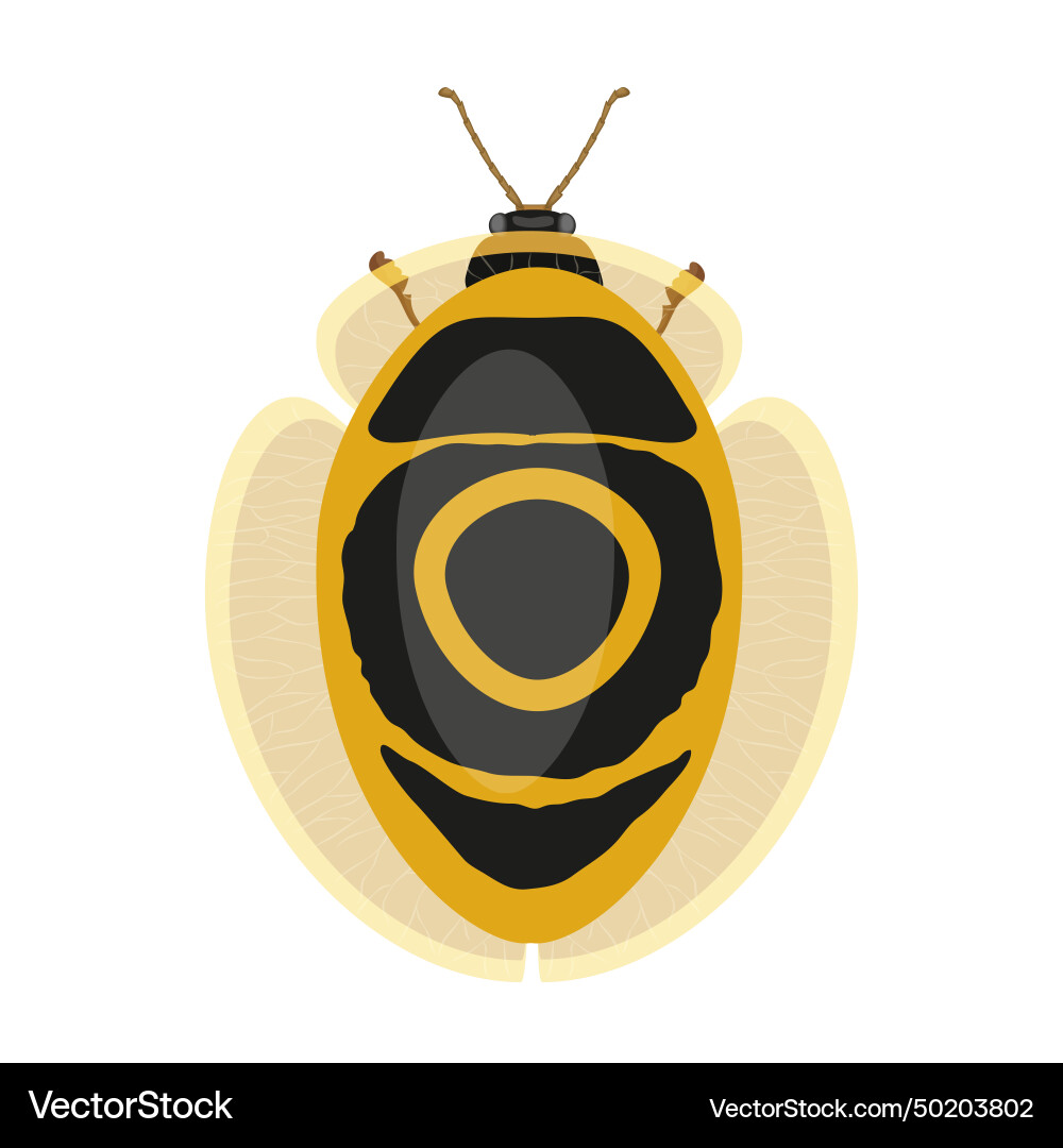 Yellow beetle with black spots on back top view Vector Image