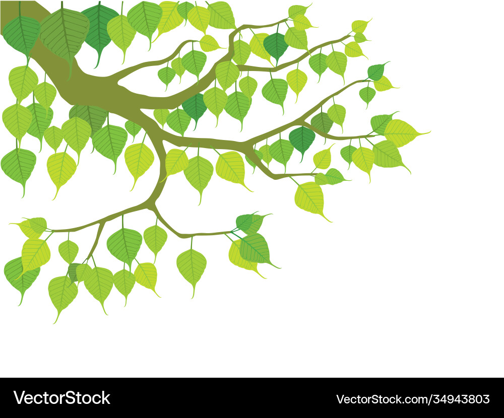 Bodhi tree Royalty Free Vector Image - VectorStock