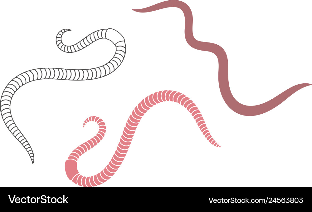 Earthworm Royalty Free Vector Image - VectorStock