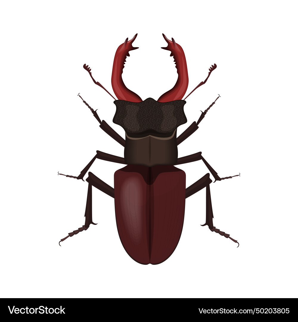 Brown stag beetle top view of large insect bug Vector Image