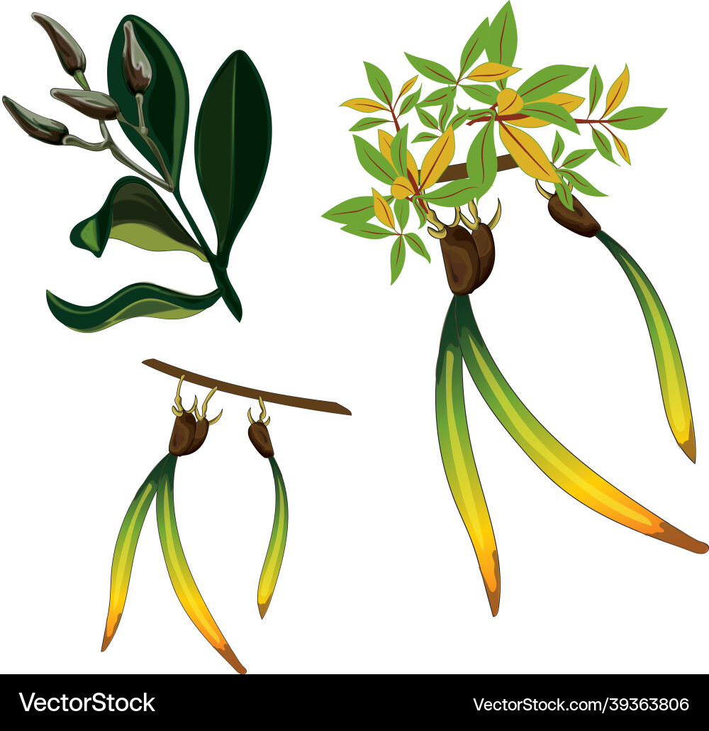 Mangroves tree 2-01 Royalty Free Vector Image - VectorStock