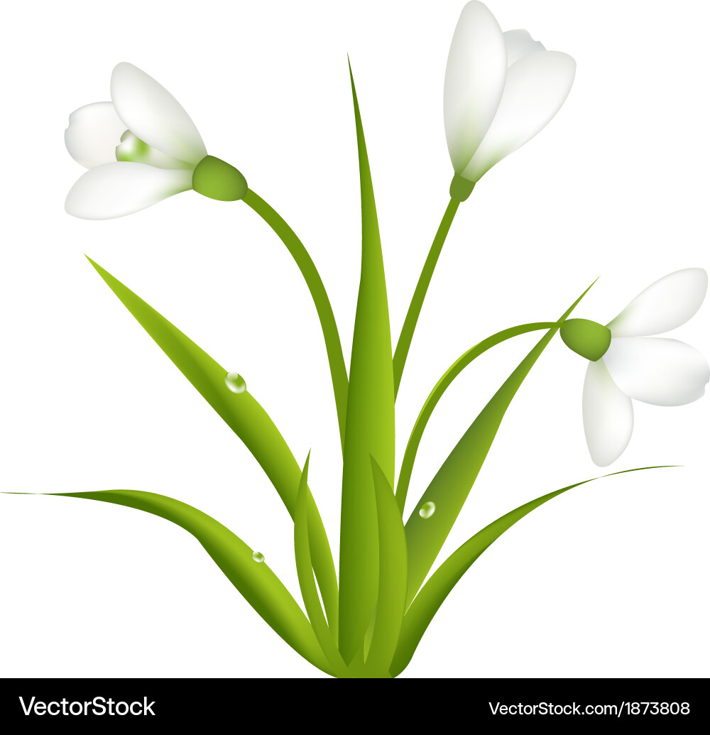 Snowdrops Royalty Free Vector Image - VectorStock