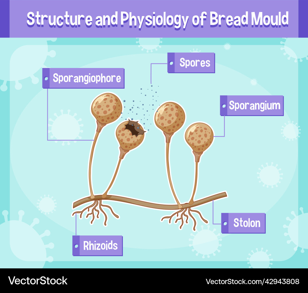 Structure and physiology of bread mold Royalty Free Vector