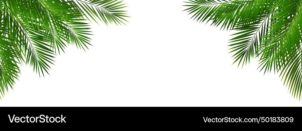 Border with green palm tree leaves Royalty Free Vector Image
