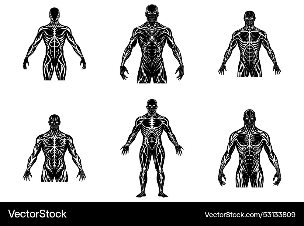 Set of human body silhouette Royalty Free Vector Image