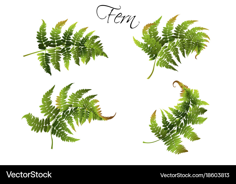 Fern set Royalty Free Vector Image - VectorStock