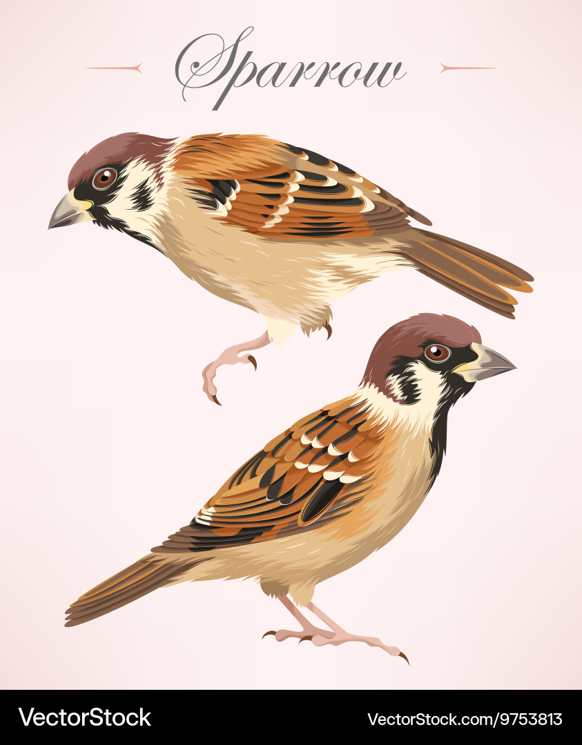 Two detailed sparrows Royalty Free Vector Image