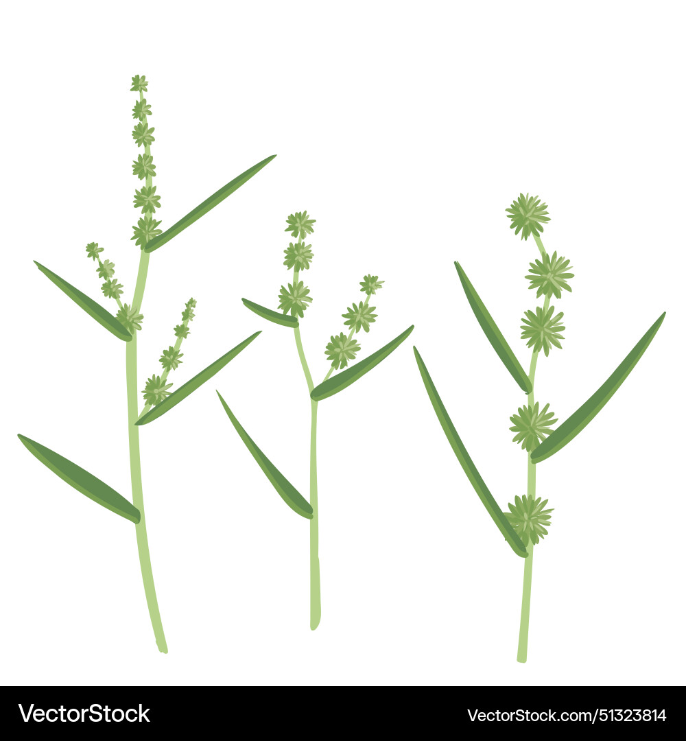 Drawing wild plants bur-reed Royalty Free Vector Image
