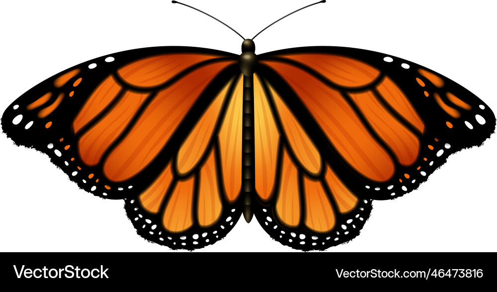 Butterfly realistic Royalty Free Vector Image - VectorStock