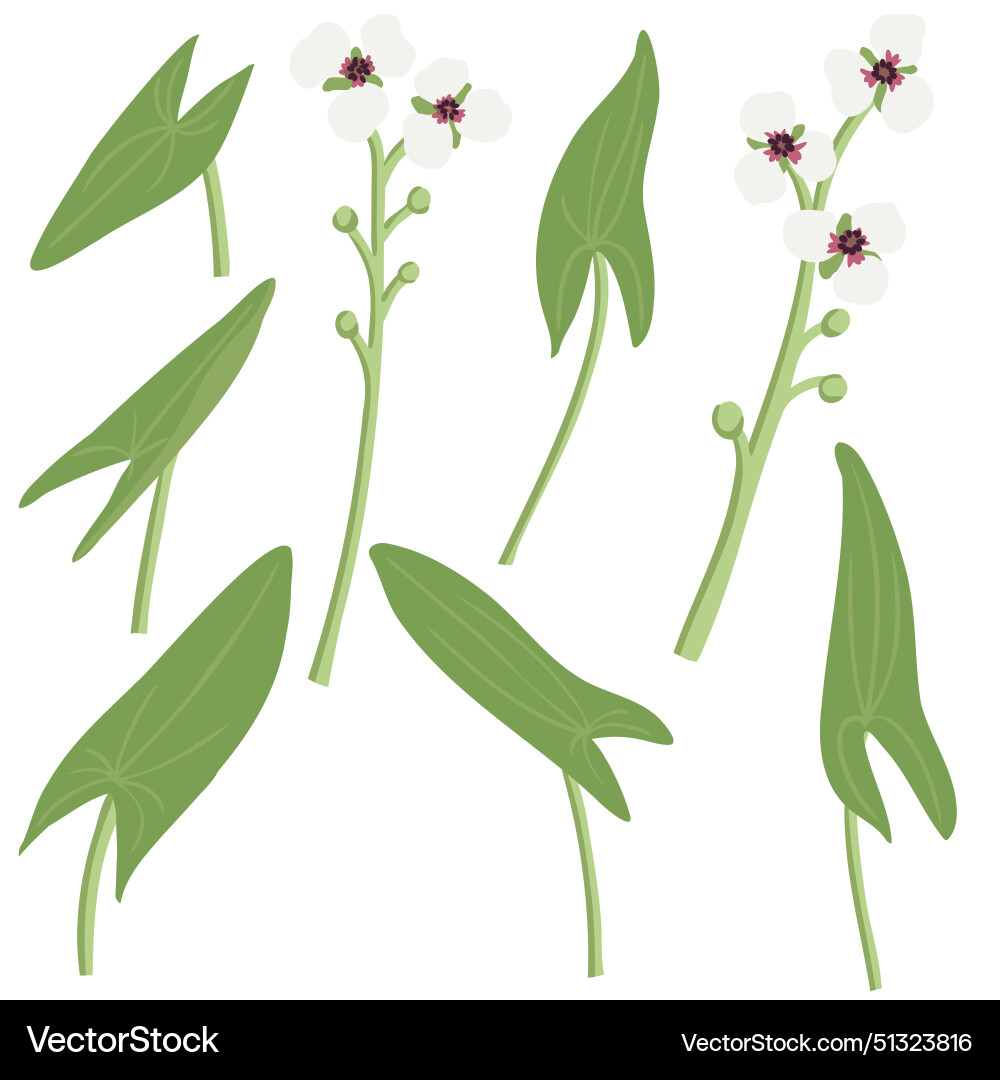 Drawing wild plants arrowhead Royalty Free Vector Image