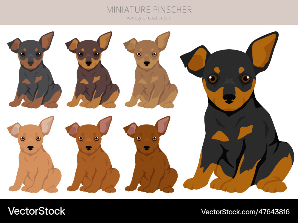 Miniature pinscher puppies clipart different Vector Image