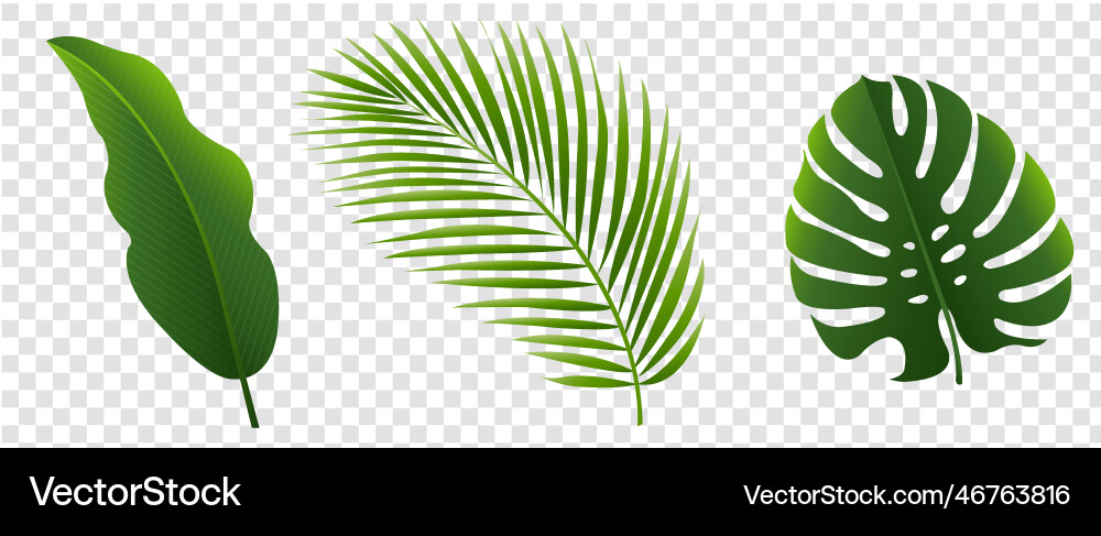 Tropical leaves set isolated transparent Vector Image