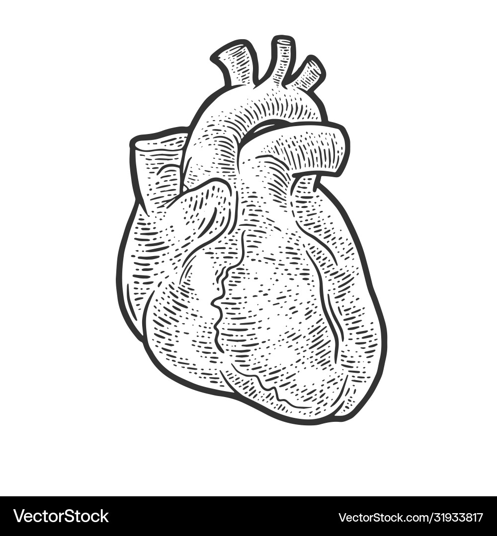 Anatomical human heart sketch Royalty Free Vector Image
