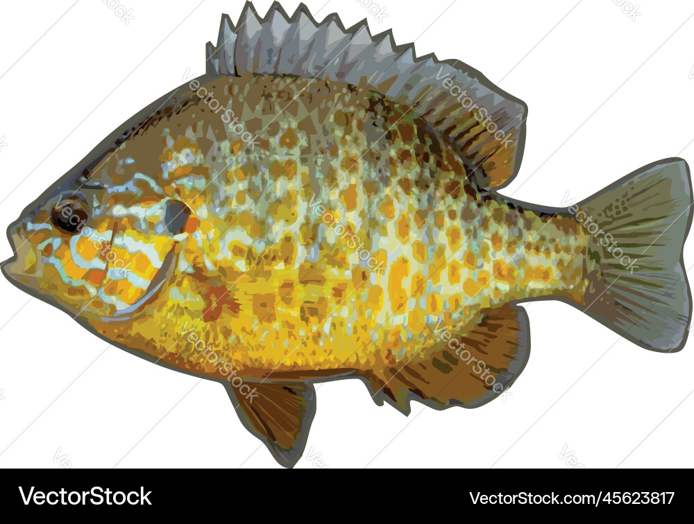 Bluegill Fishing - Sunfish Royalty Free Vector Image